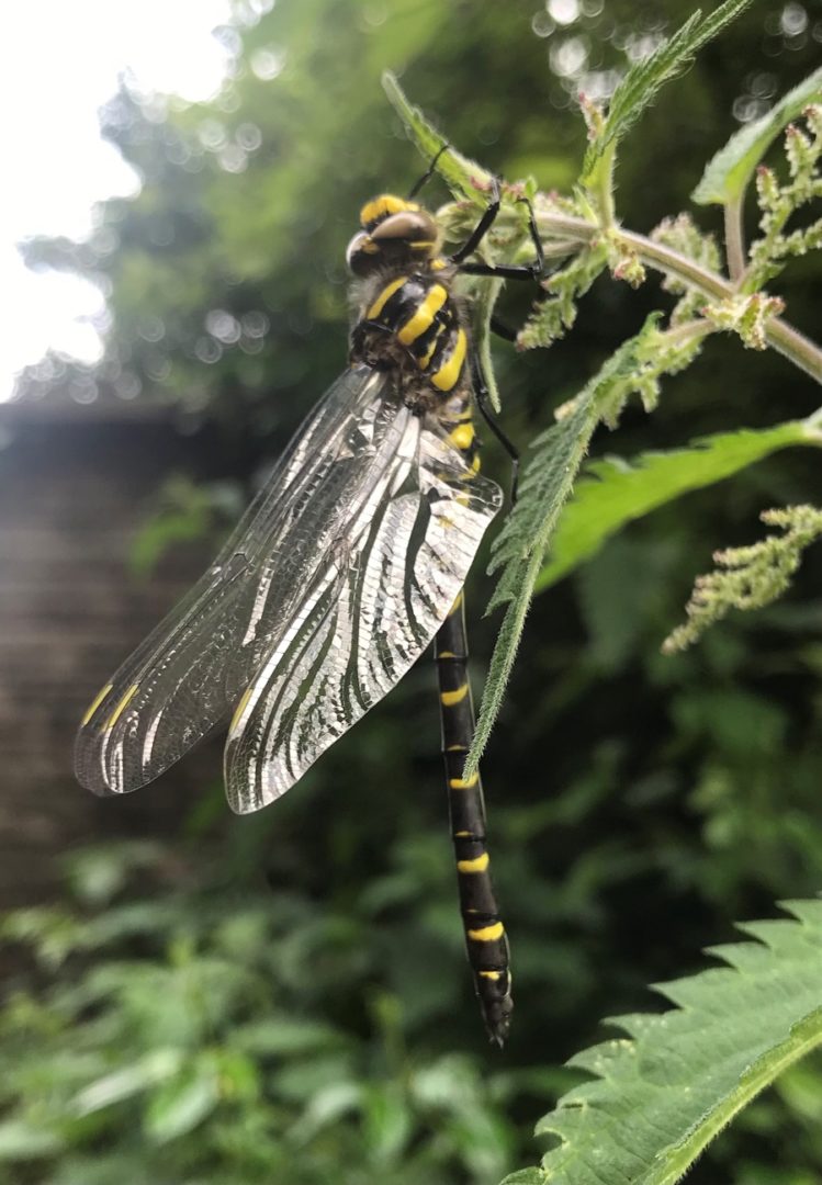 Our winners and favourites - 2021 photo competition - CPRE Somerset